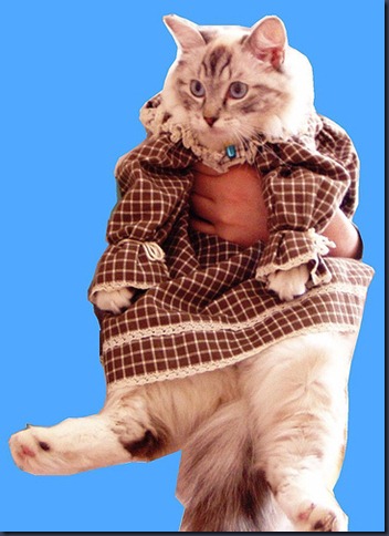 Kitty Stampede: TGIF Kitties